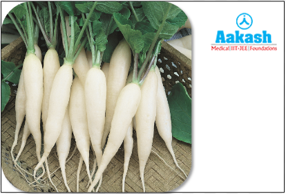 Root: Definition, Explanation, Characteristic features & Types | AESL